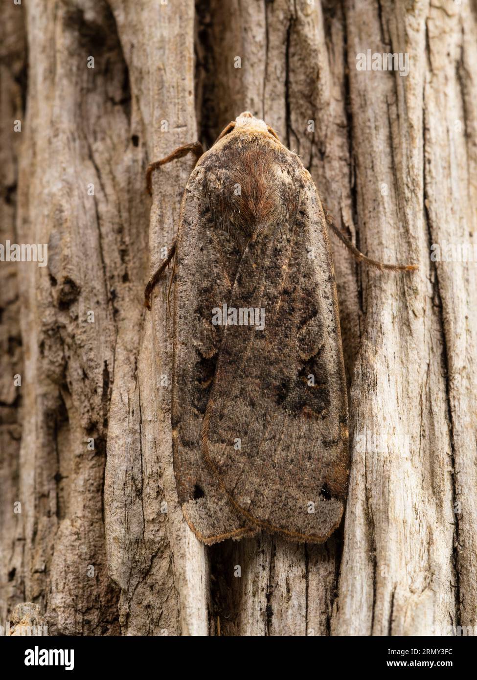 A large yellow underwing moth, Noctua pronuba, resting on a rotting ...