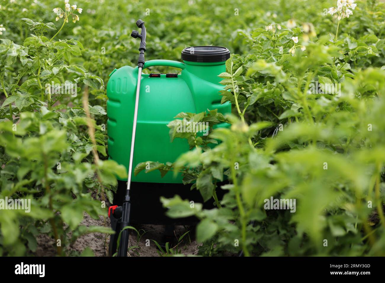 Plastic green backpack container sprayer with liquid of pesticide ...