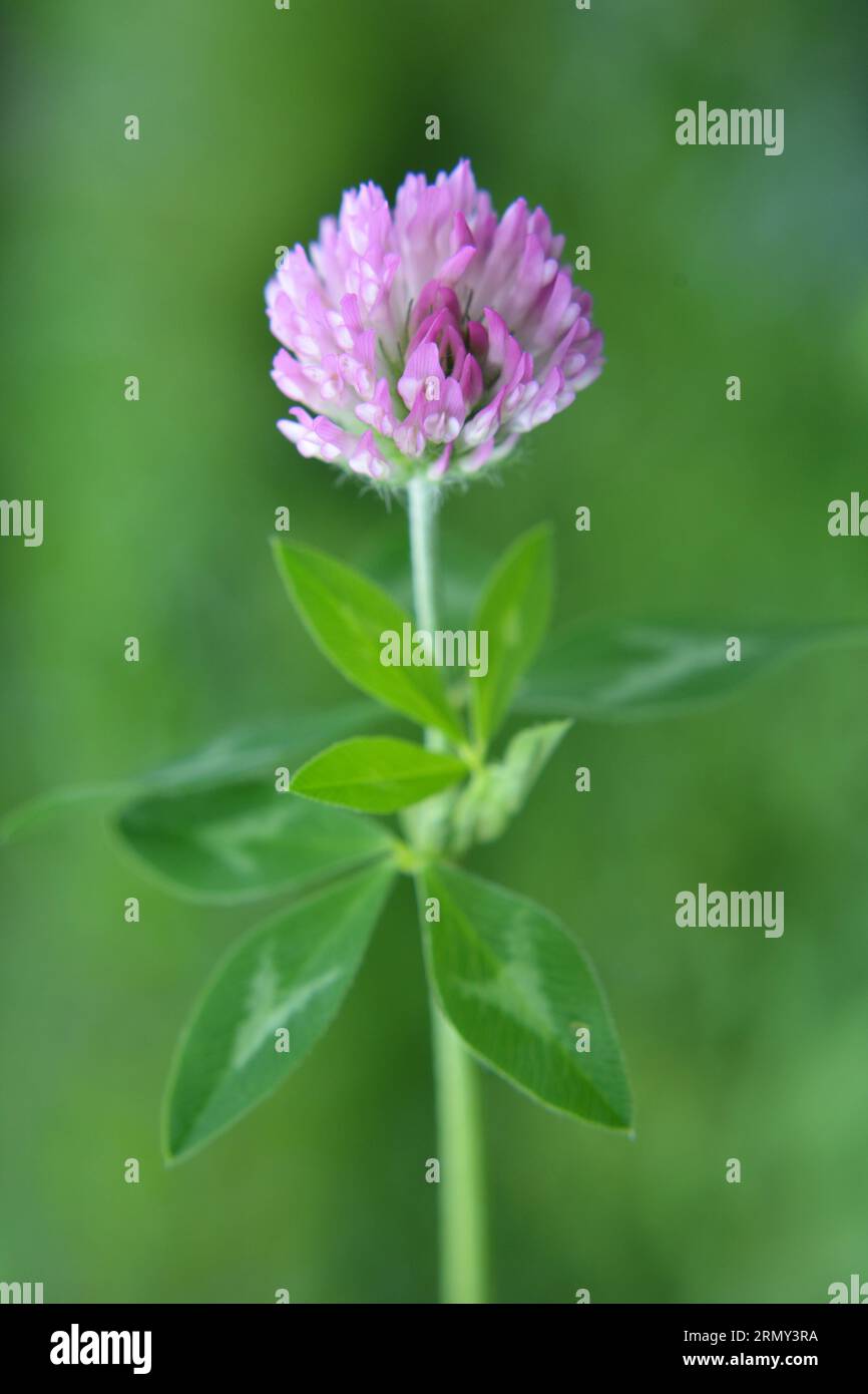 Stockbred hi-res stock photography and images - Alamy