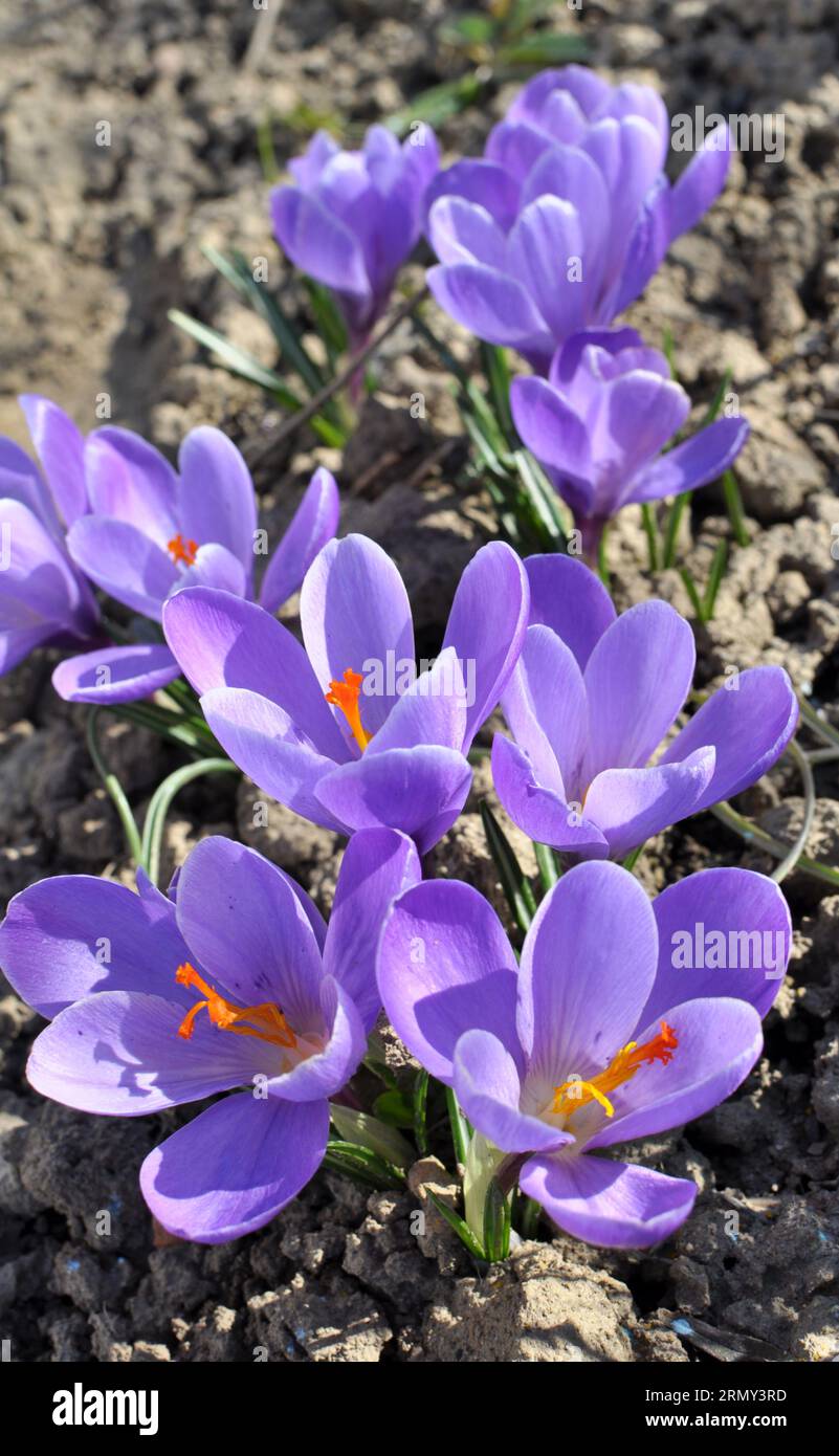 In nature, garden crocuses bloom in the flowerbed in spring Stock Photo ...