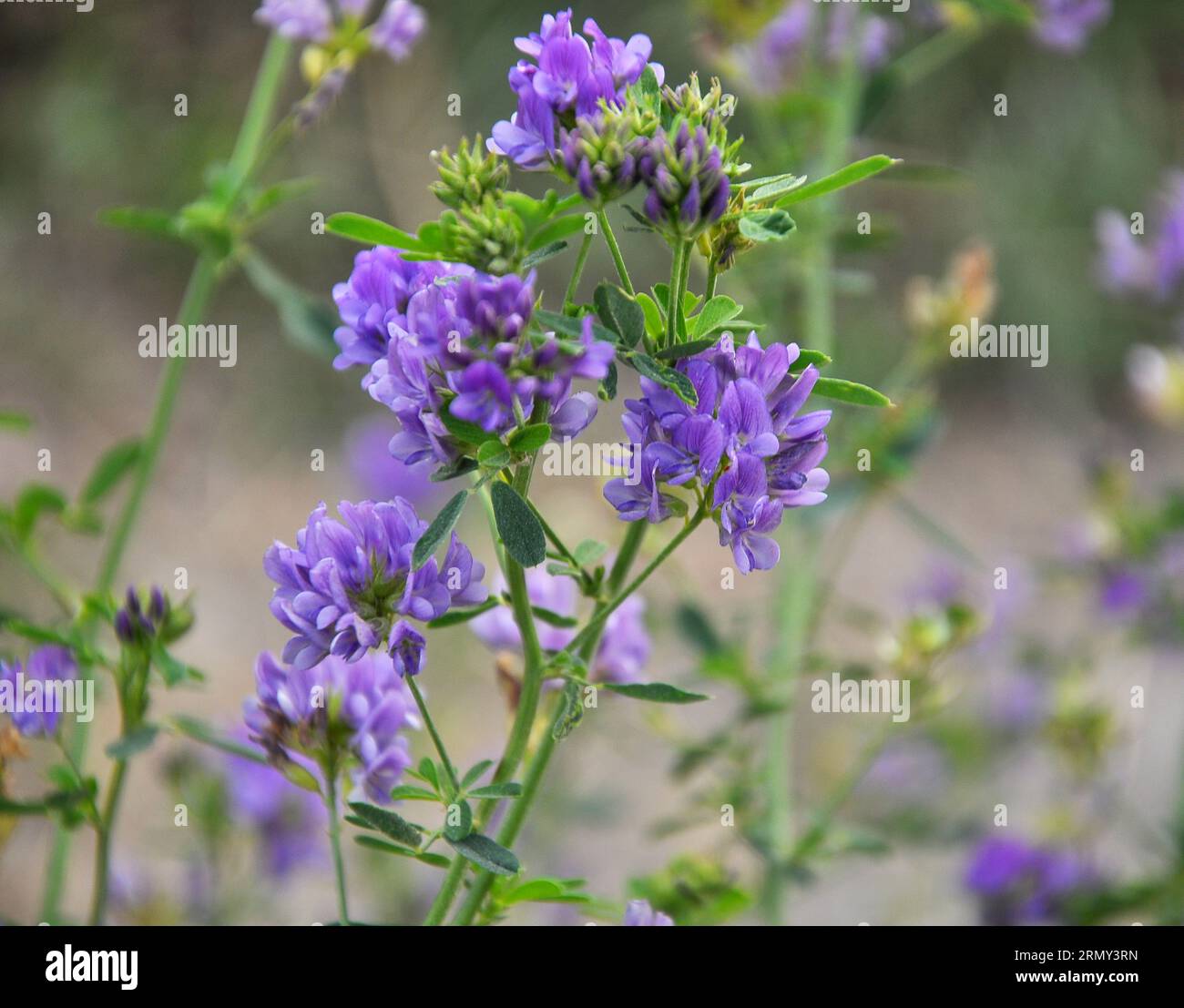 The field is blooming alfalfa, which is a valuable animal feed Stock ...