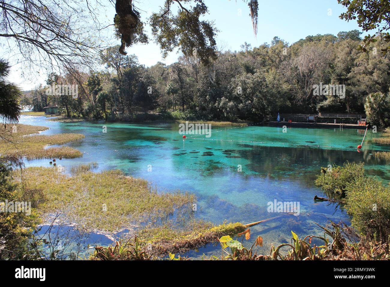 Rainbow Springs: Natural Springs in Florida Stock Photo - Alamy