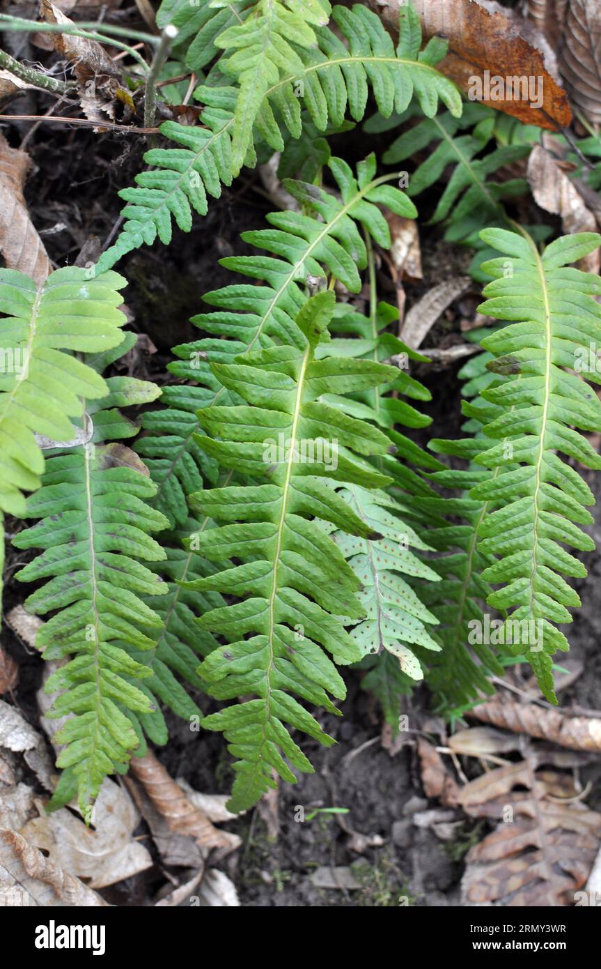 Fern Polypodium vulgare grows in the wild on a rock in the woods Stock ...