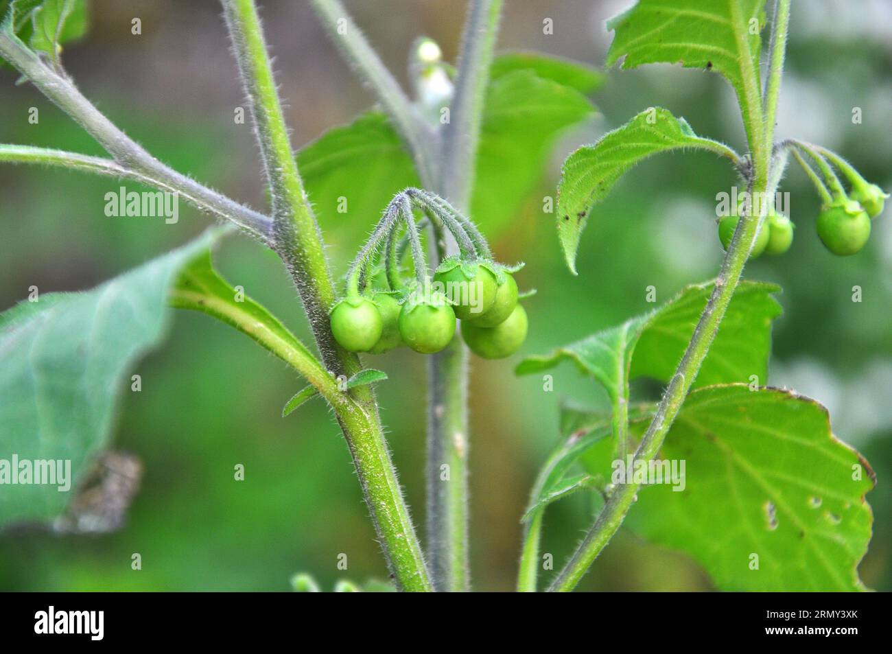 In nature grows plant with poisonous berries nightshade (Solanum nigrum ...