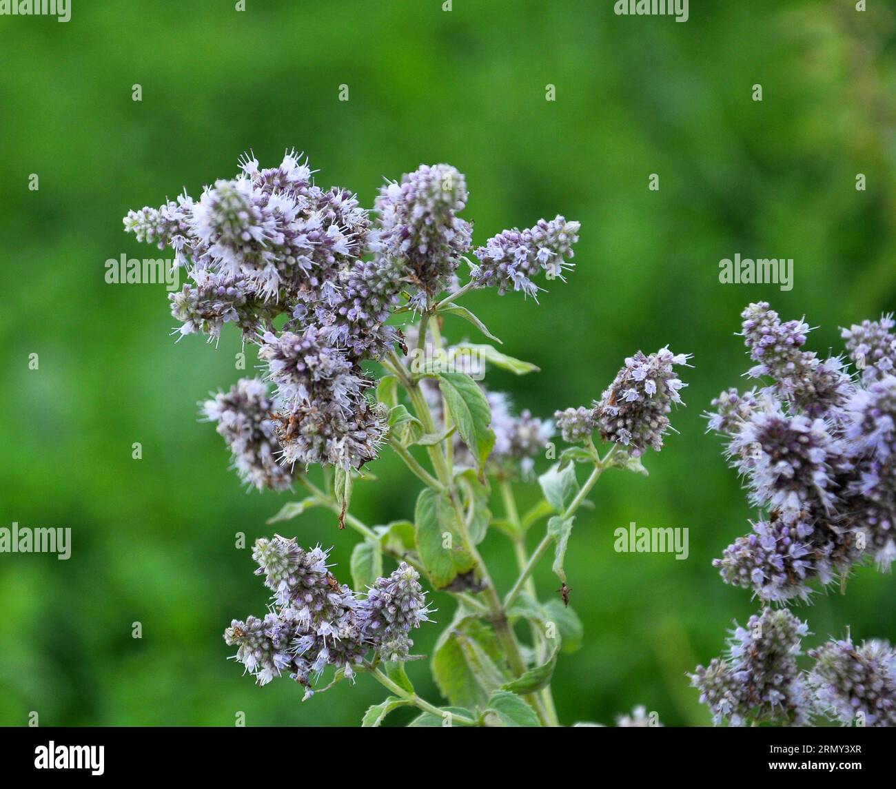 In the wild grows mint long-leaved (Mentha longifolia Stock Photo - Alamy