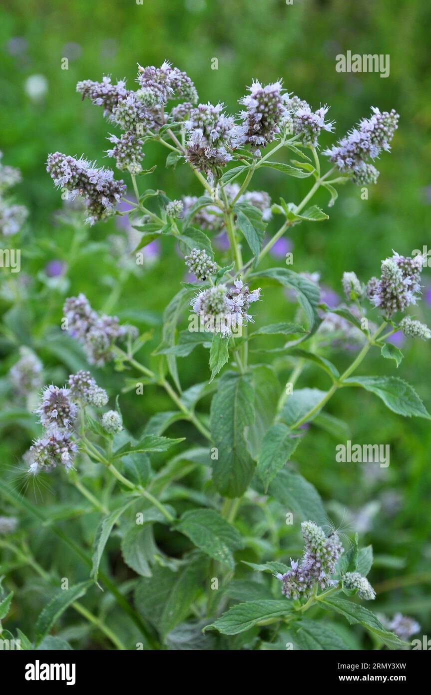 In the wild grows mint long-leaved (Mentha longifolia Stock Photo - Alamy