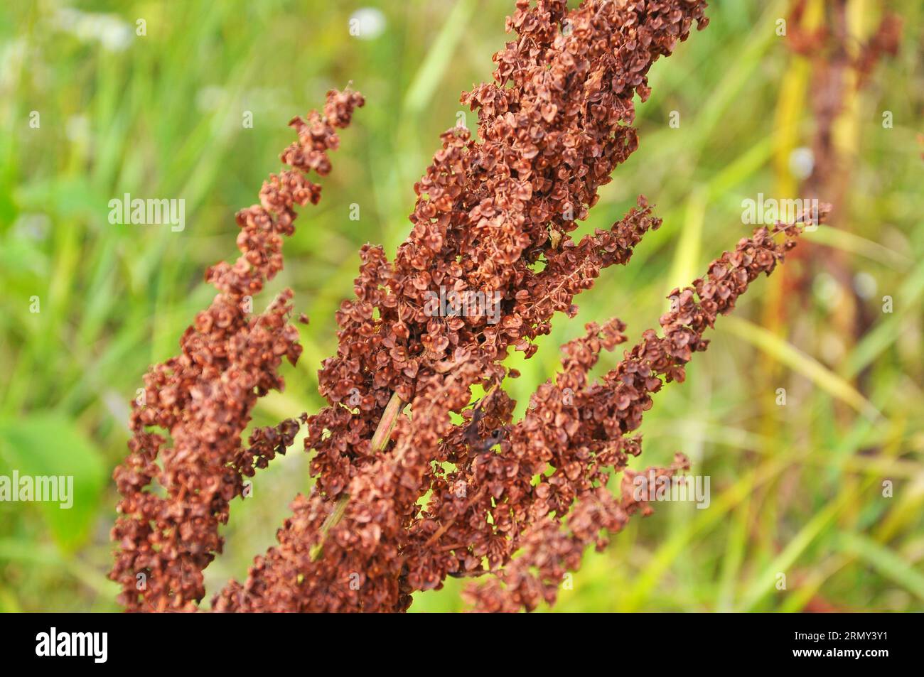 Part of a sorrel bush (Rumex confertus) growing in the wild with dry ...
