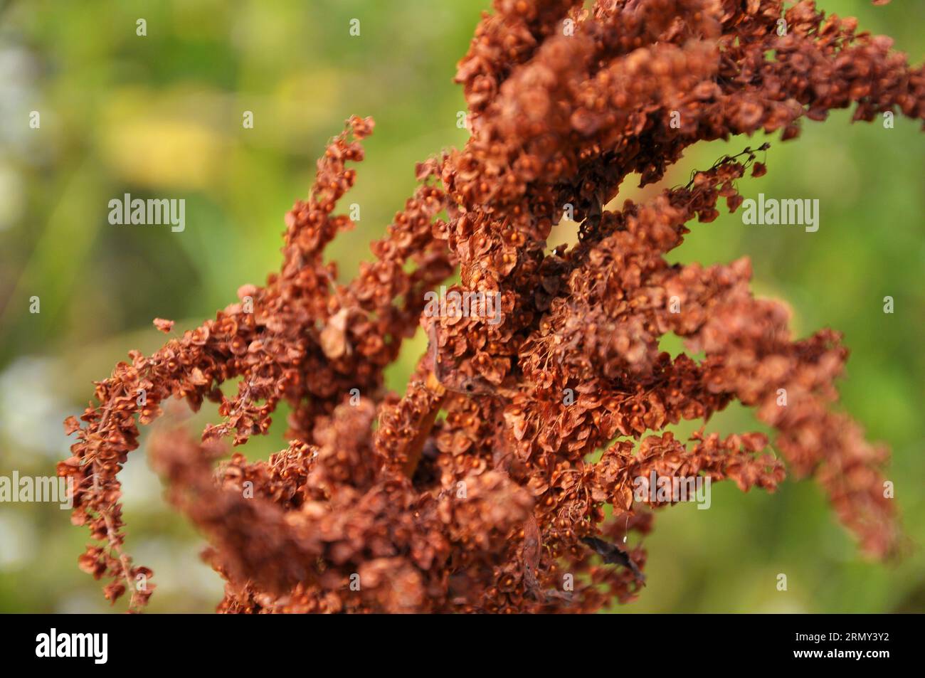 Part of a sorrel bush (Rumex confertus) growing in the wild with dry ...