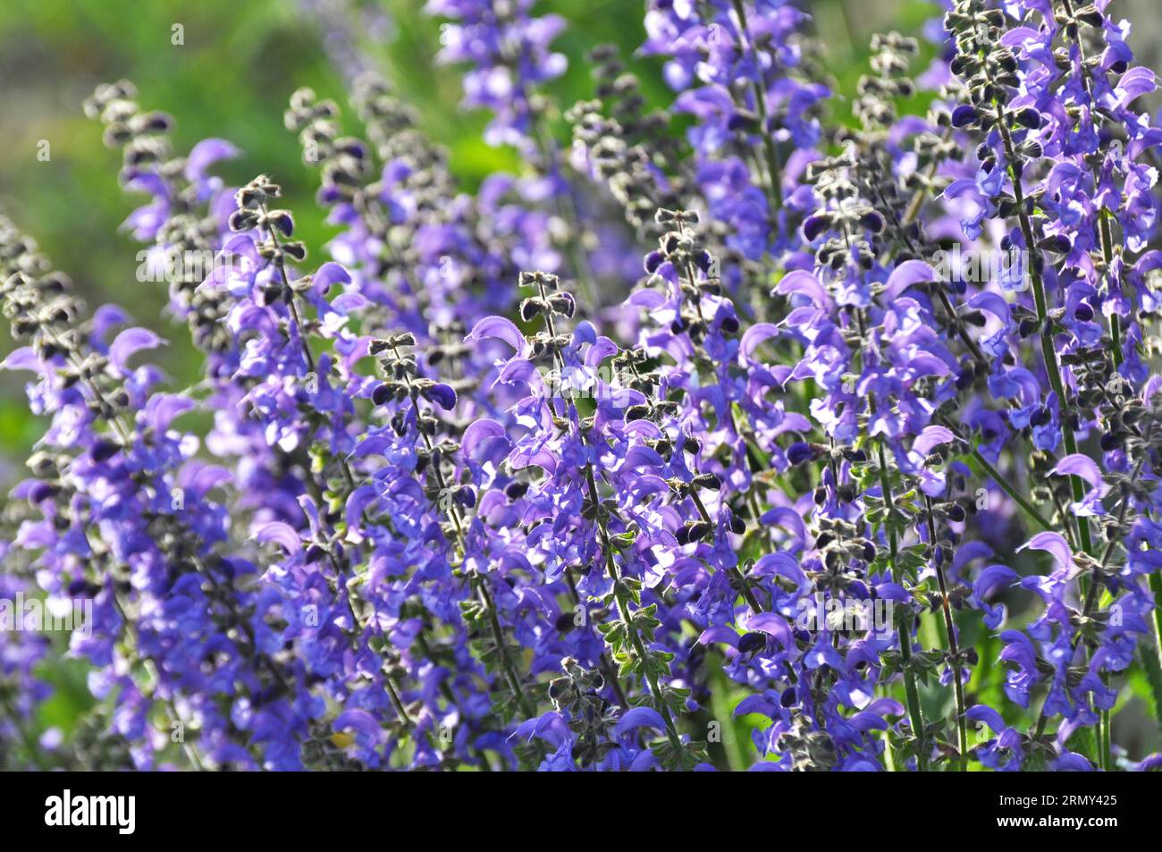 Summer sage (Salvia pratensis) blooms among wild herbs Stock Photo - Alamy