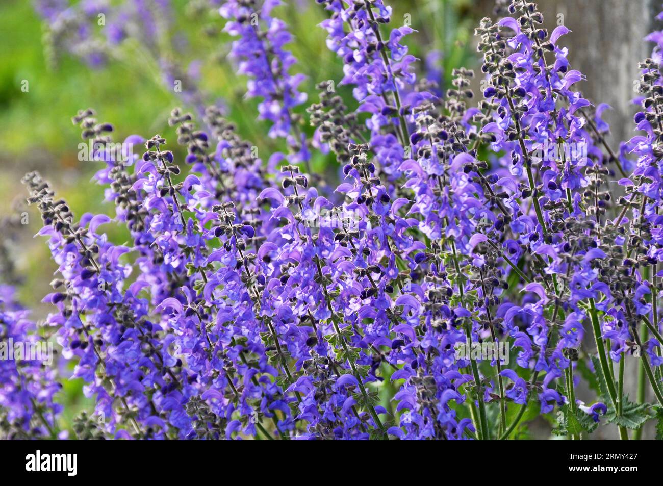 Summer sage (Salvia pratensis) blooms among wild herbs Stock Photo - Alamy