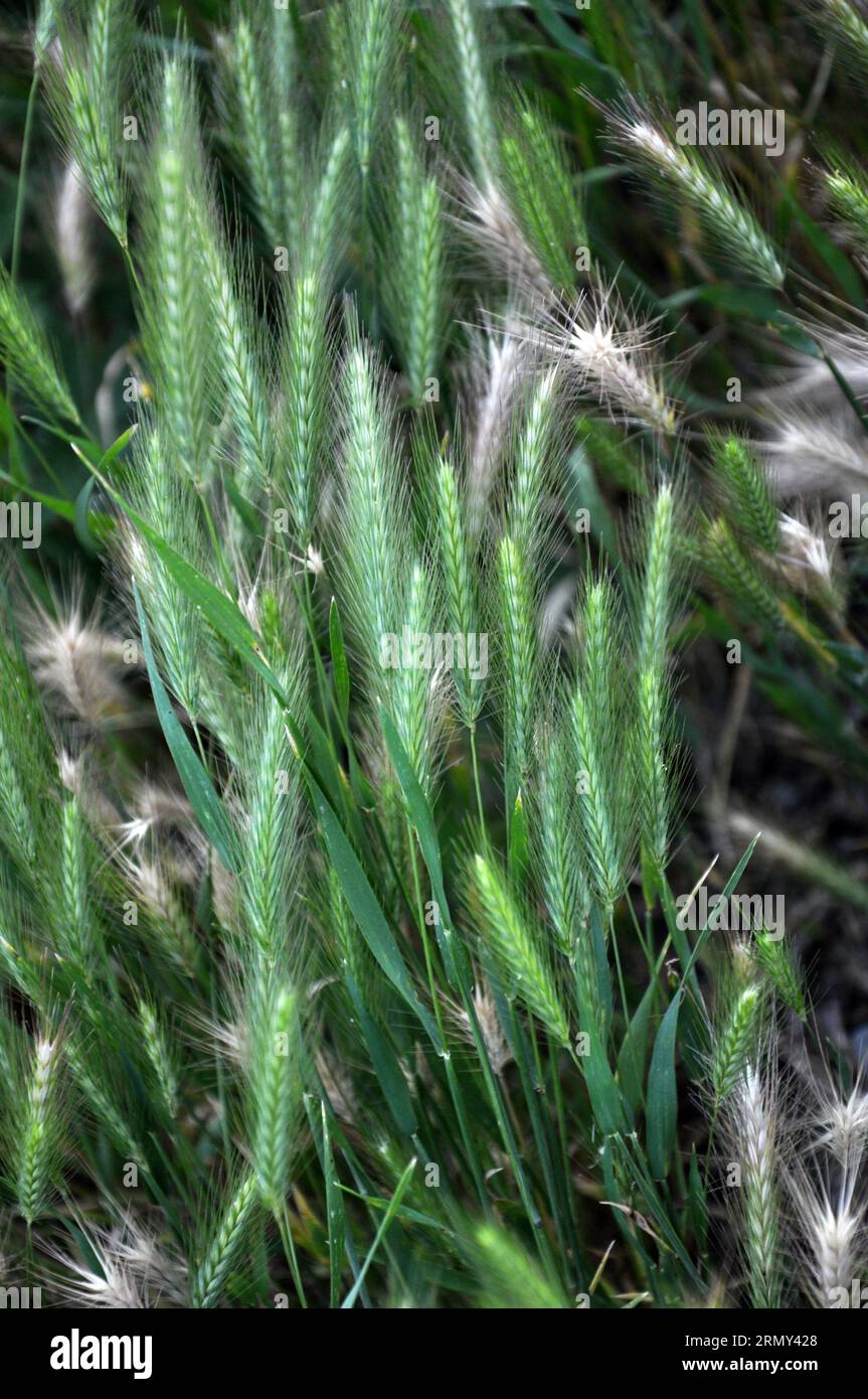 In the wild, as a weed grows barley (Hordeum murinum Stock Photo - Alamy