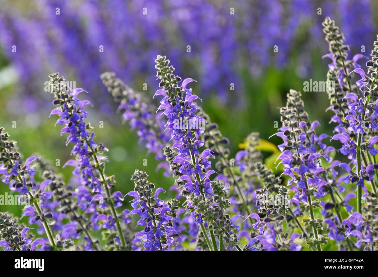 Summer sage (Salvia pratensis) blooms among wild herbs Stock Photo - Alamy