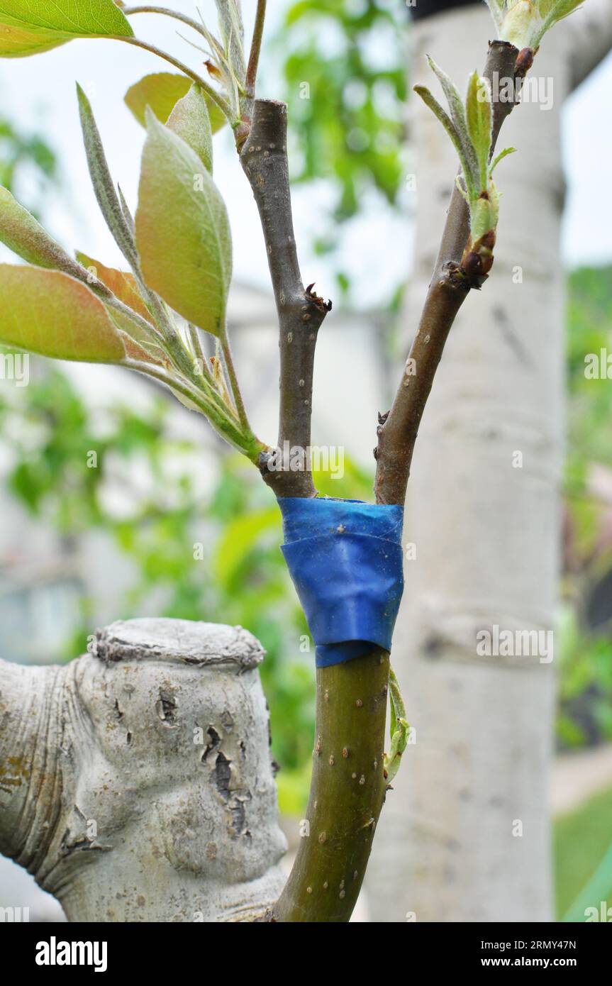 A new variety is grafted on a branch of a fruit tree Stock Photo - Alamy