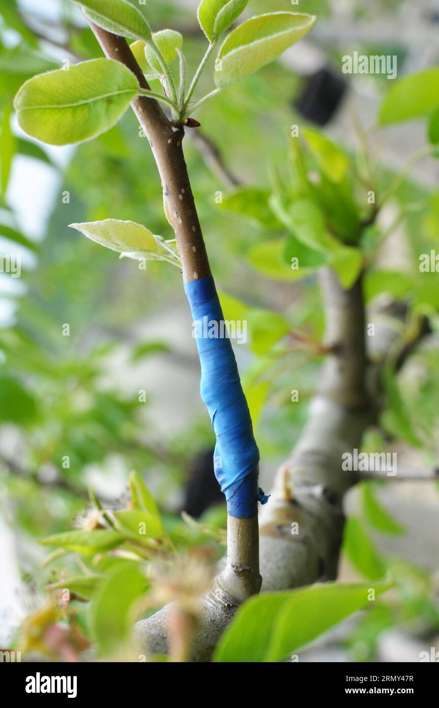 A new variety is grafted on a branch of a fruit tree Stock Photo - Alamy
