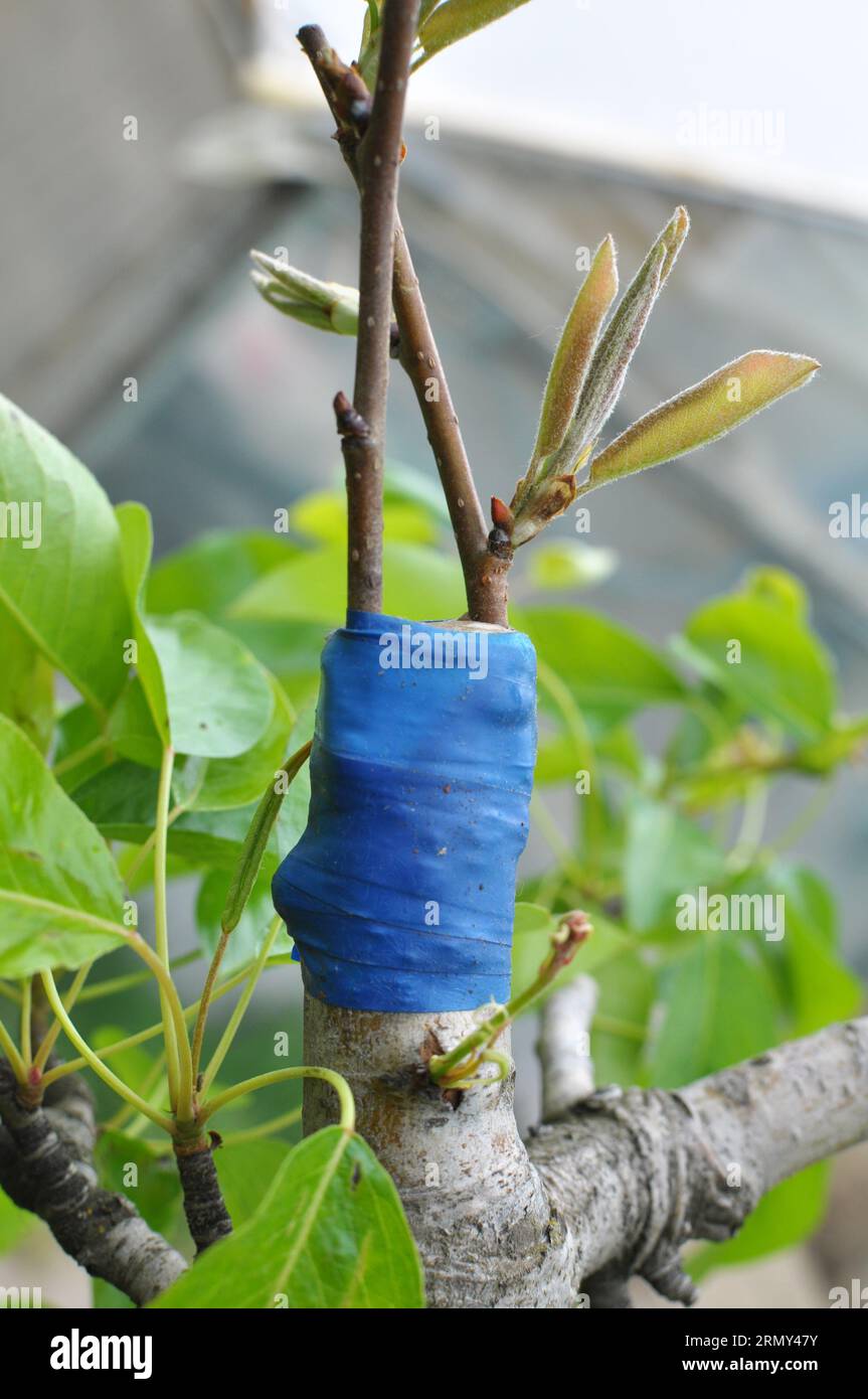 A new variety is grafted on a branch of a fruit tree Stock Photo - Alamy