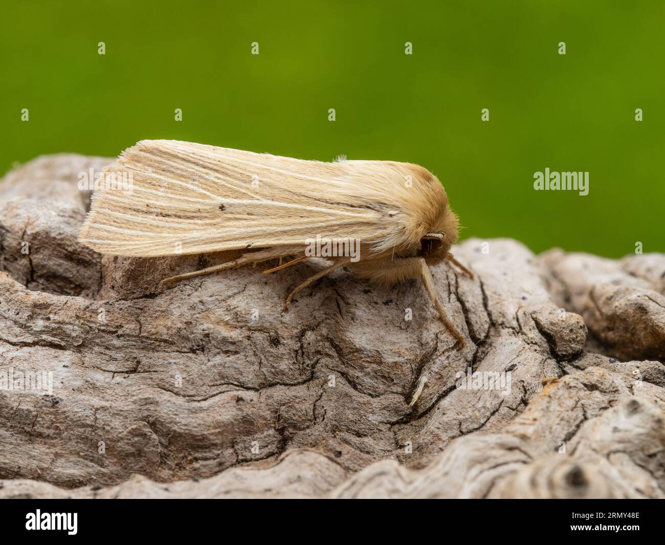 Mythimna pallens, the common wainscot moth, resting on a rotting tree ...