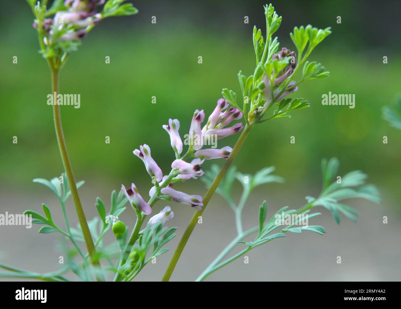 Botany fumariaceae drug hi-res stock photography and images - Alamy