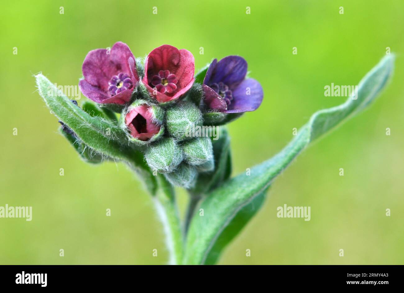 In the wild, Cynoglossum officinale blooms among grasses Stock Photo ...