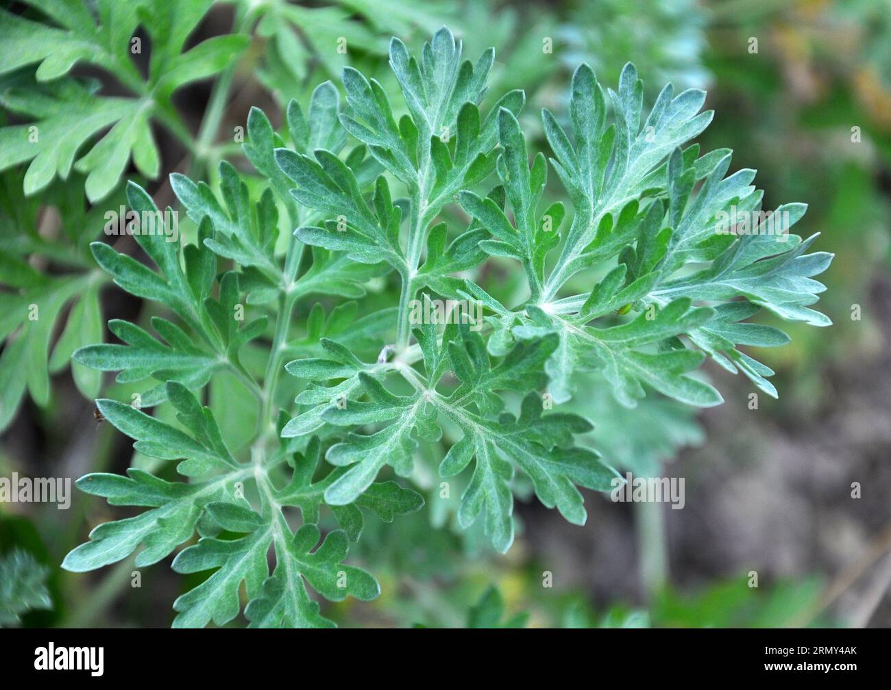 Bitter wormwood (Artemisia absinthium) bush grows in the wild Stock ...