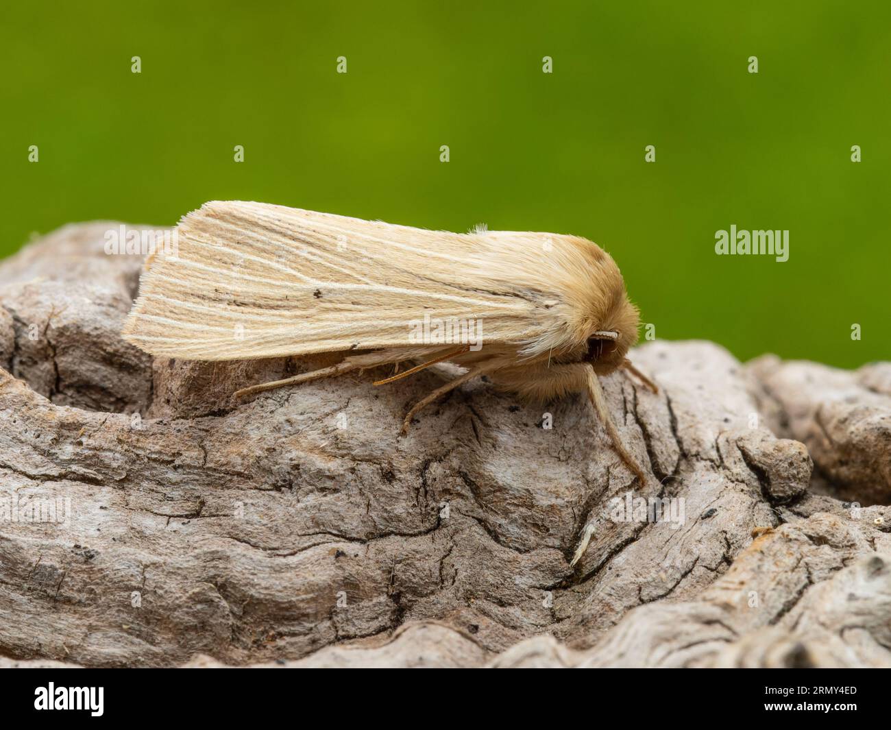 Mythimna pallens, the common wainscot moth, resting on a rotting tree ...