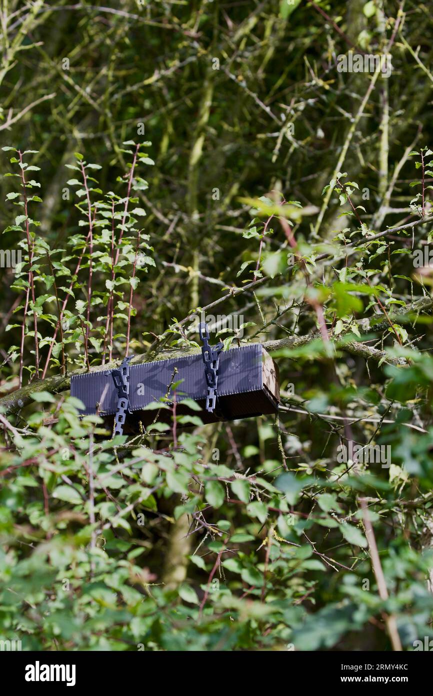 Trapping small mammals Stock Photo - Alamy