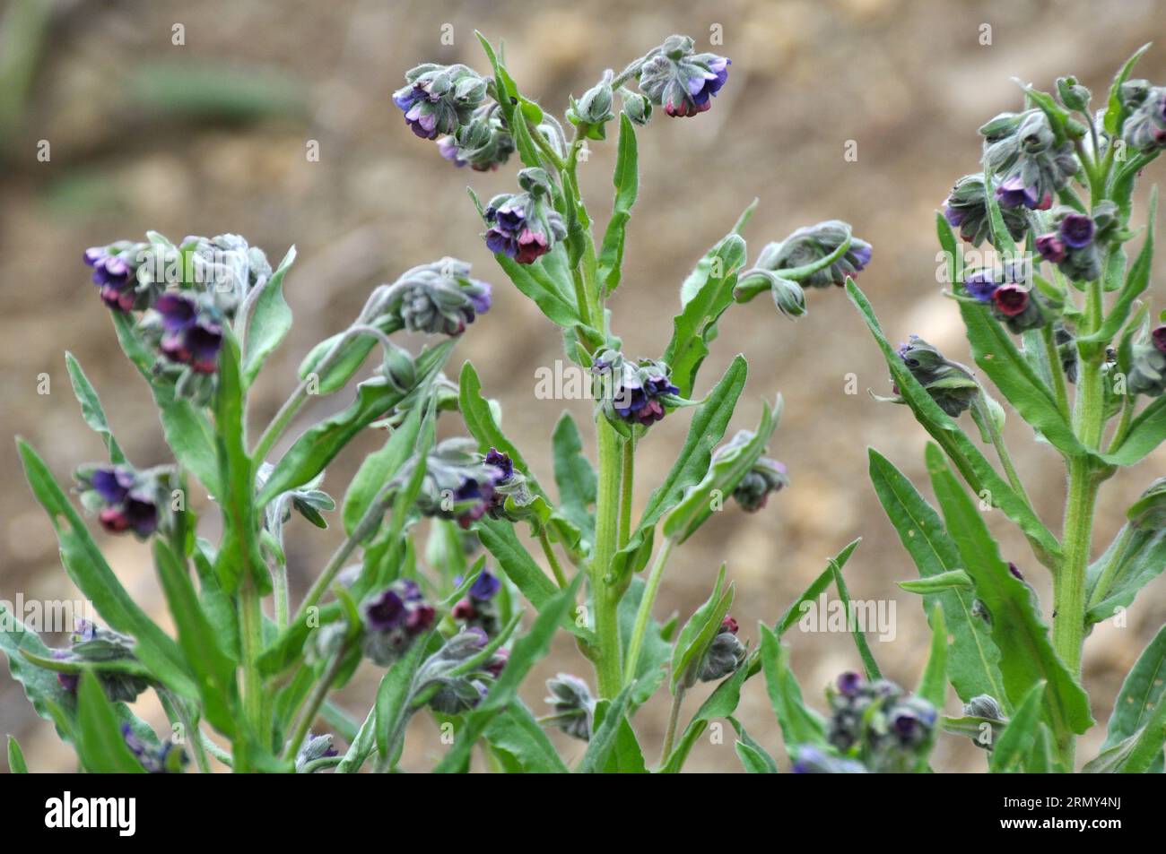 In the wild, Cynoglossum officinale blooms among grasses Stock Photo ...