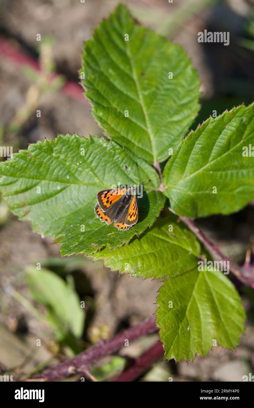 American copper butterfly hi-res stock photography and images - Alamy
