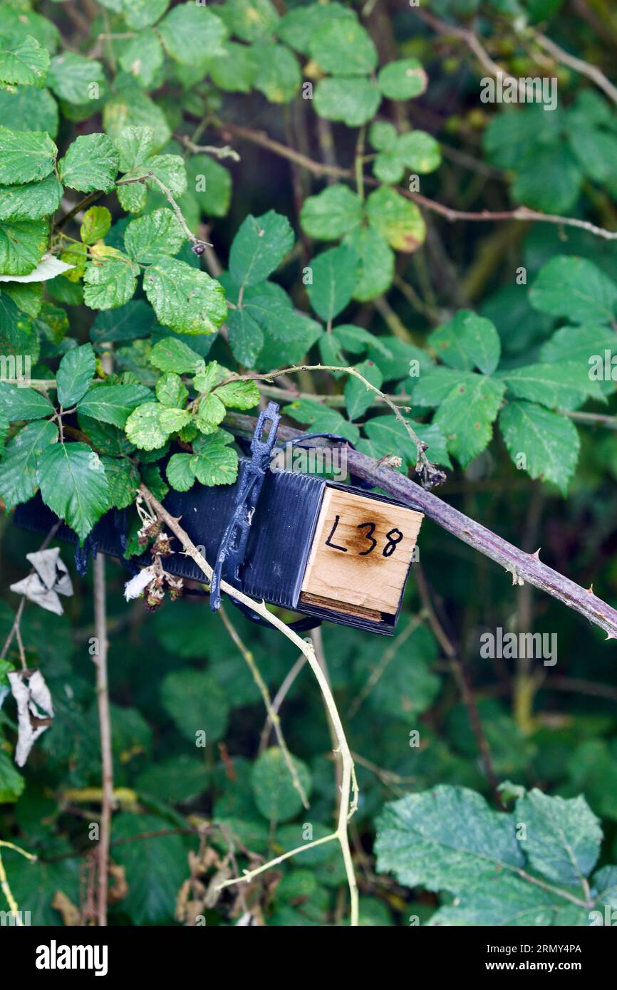 Trapping small mammals Stock Photo - Alamy