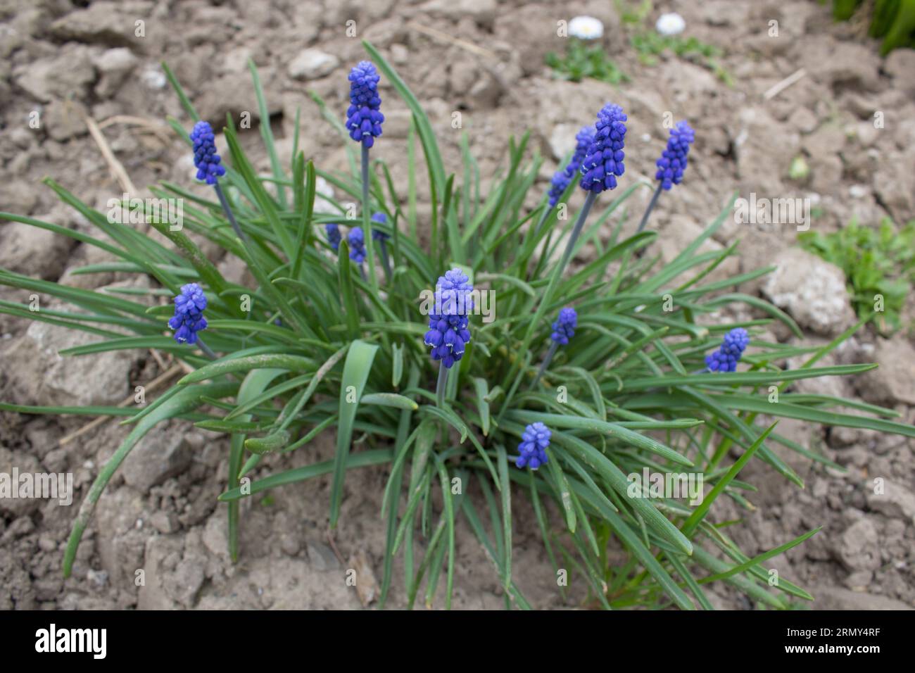 spring flower blue Muscari armeniacum Stock Photo - Alamy