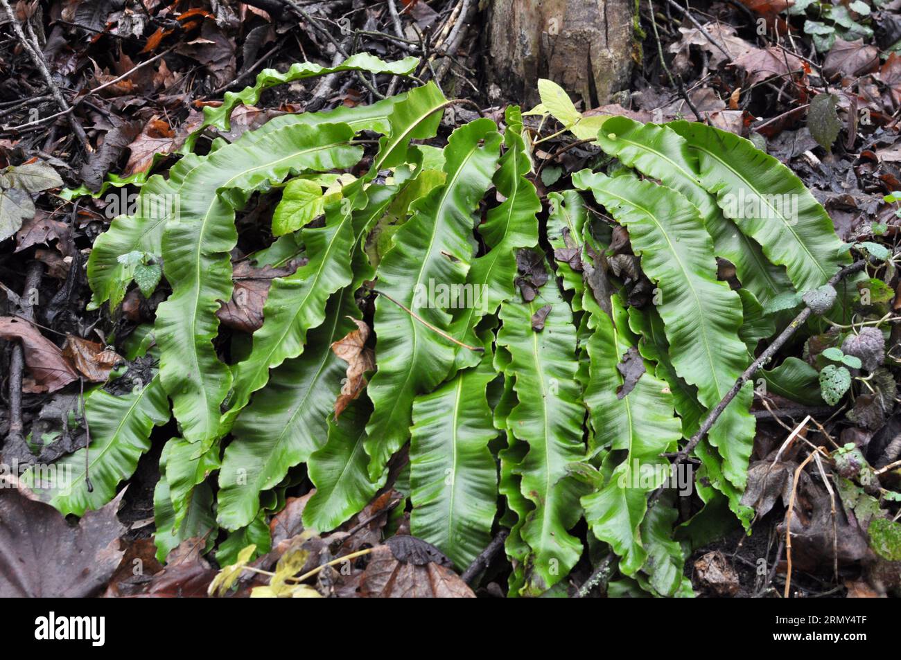In the wild, ferns of Asplenium scolopendrium grow in the forest Stock ...