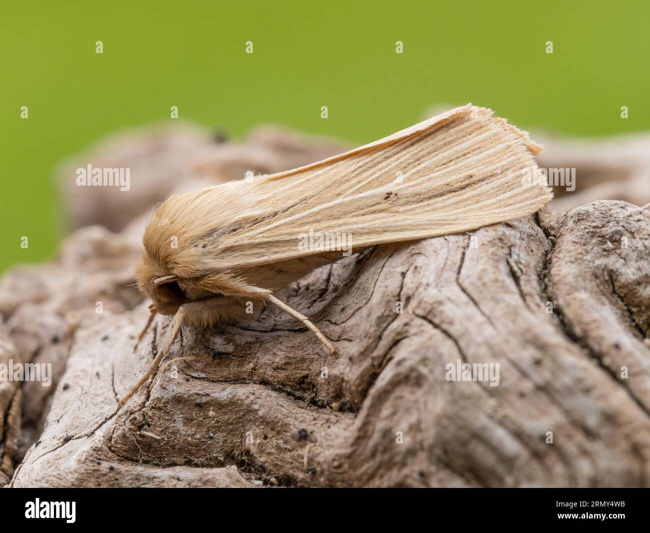 Mythimna pallens, the common wainscot moth, resting on a rotting tree ...