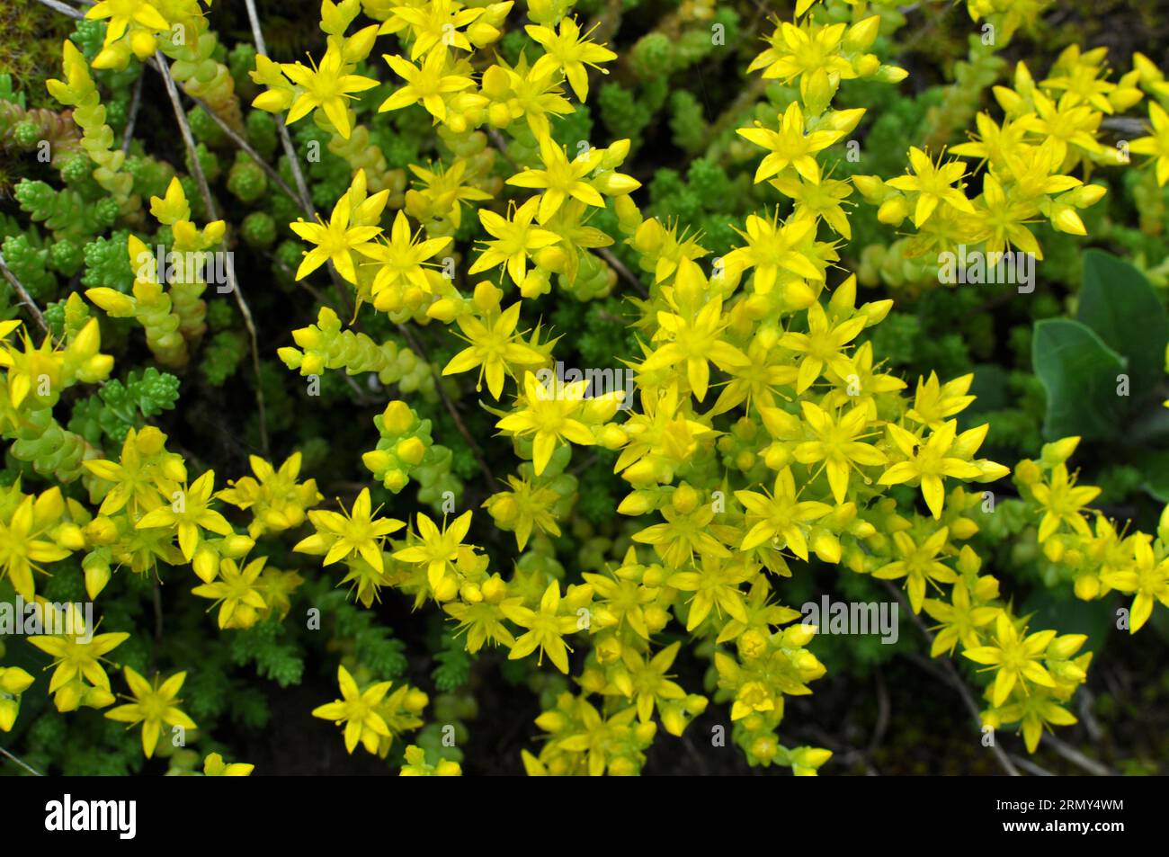 In the wild stonecrop (Sedum acre) grows on rocky soils Stock Photo - Alamy