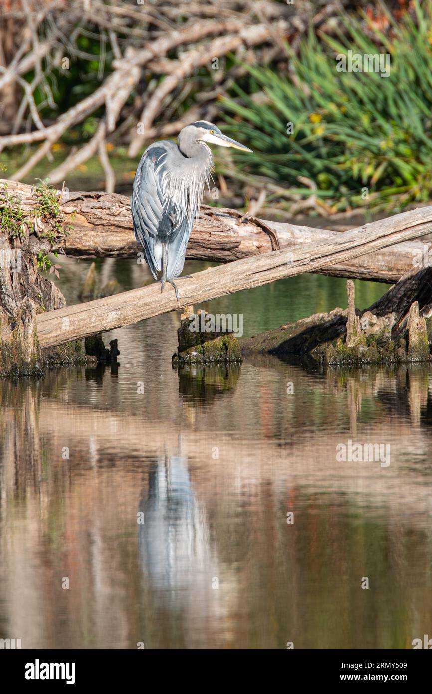Union Bay Natural Area, Seattle, Washington, USA. Great Blue Heron at ...