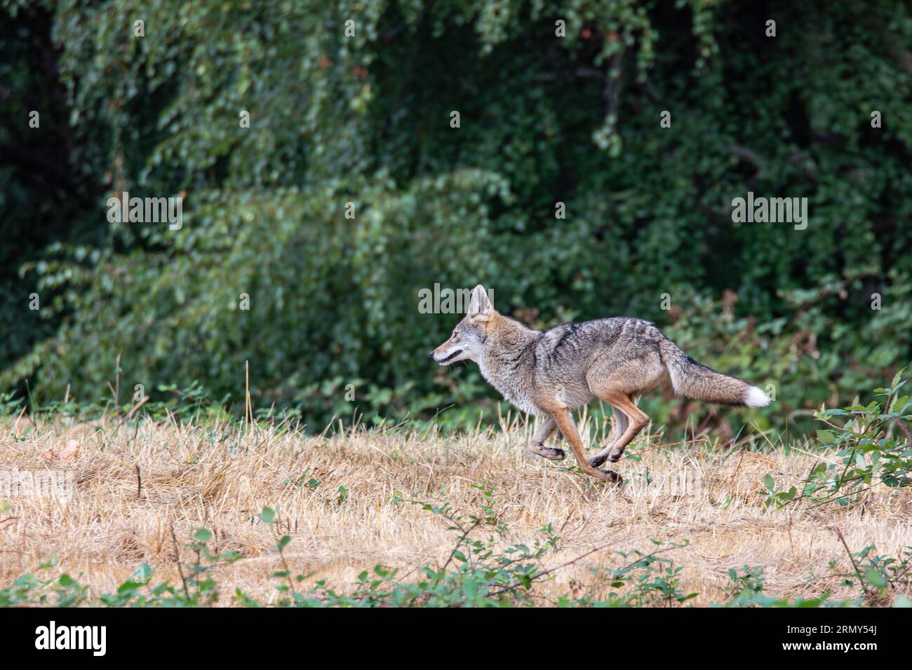 Coyote city hi-res stock photography and images - Alamy
