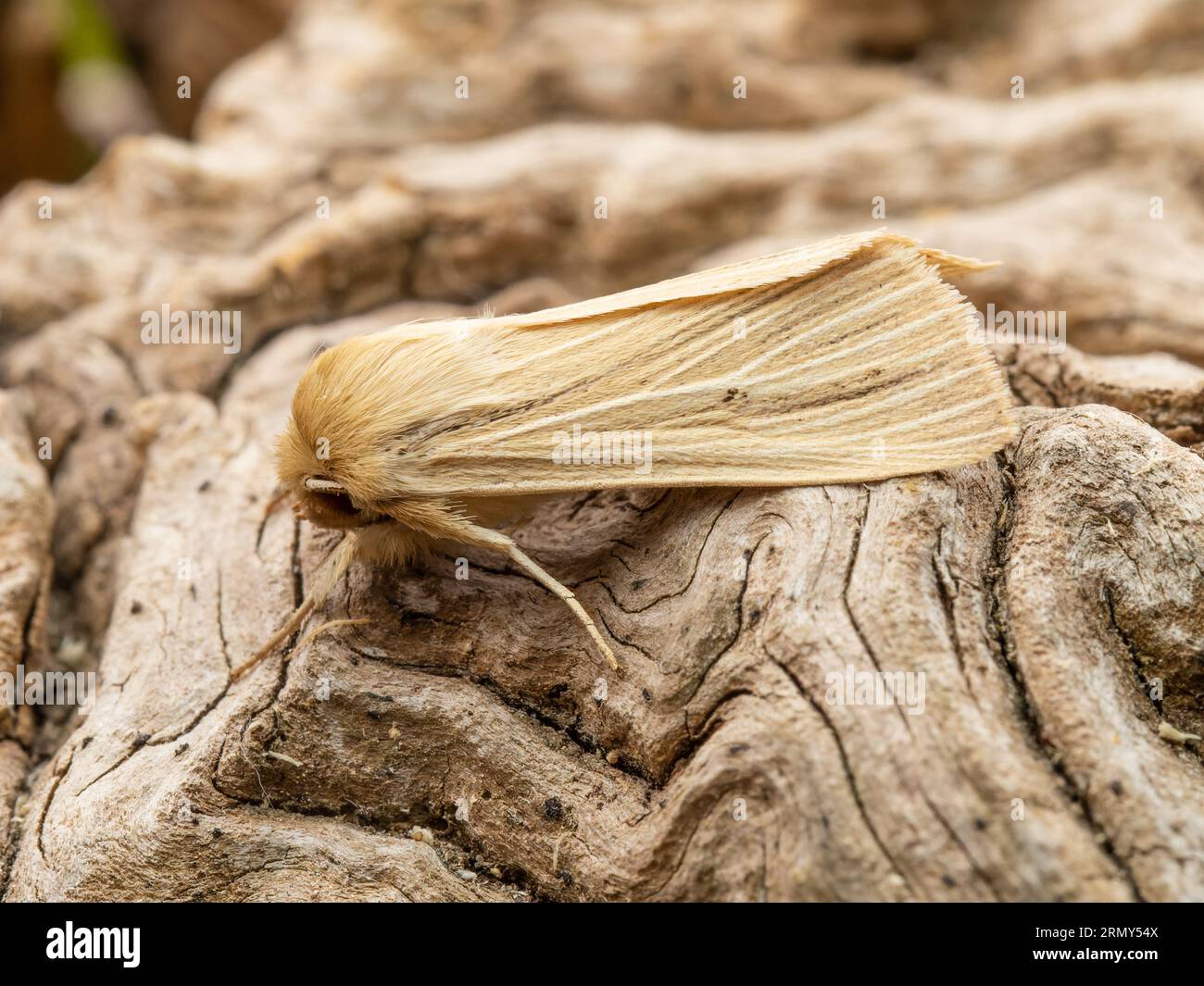 Mythimna pallens, the common wainscot moth, resting on a rotting tree ...
