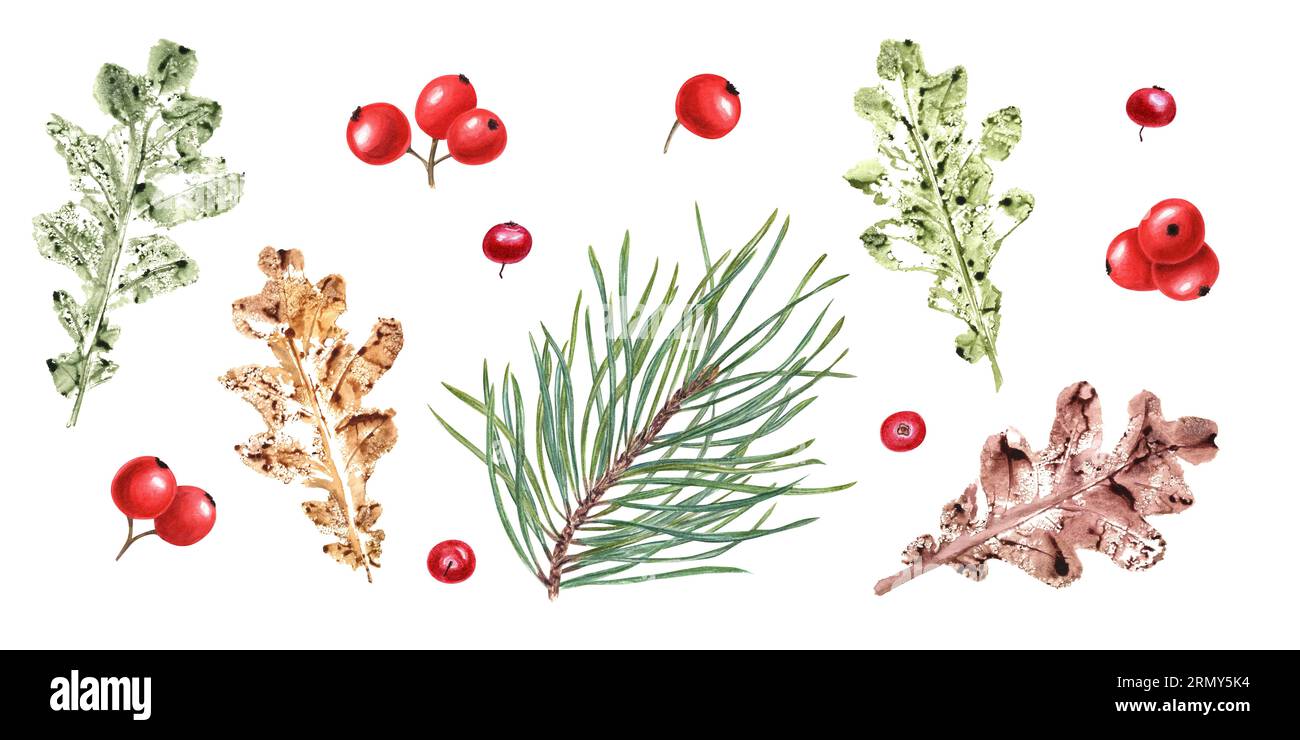 Colorful autumn leaves imprints, pine branch, ripe red berries Set of ...