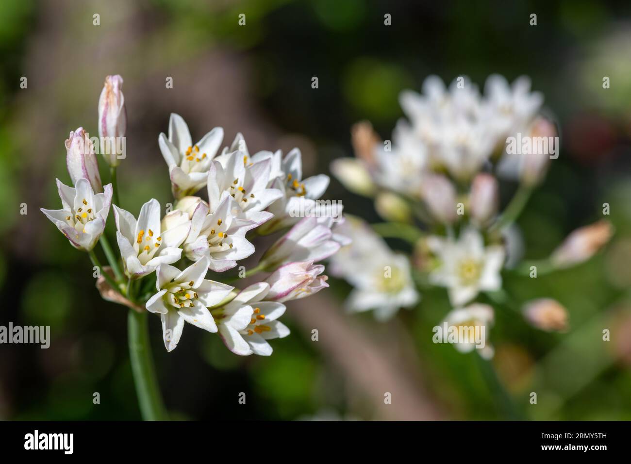False garlic flowers hi-res stock photography and images - Alamy