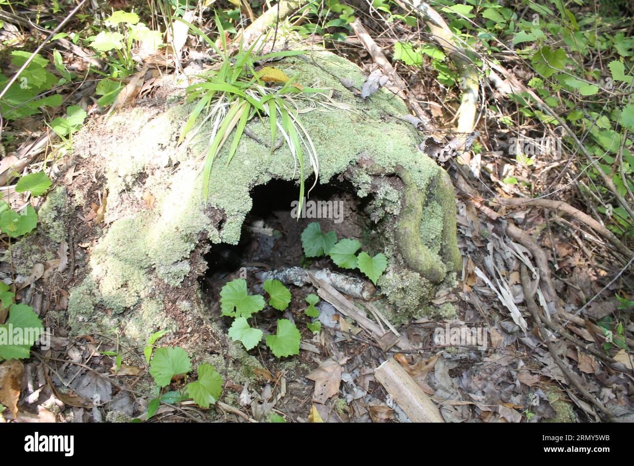 Animal den in the woods Stock Photo - Alamy