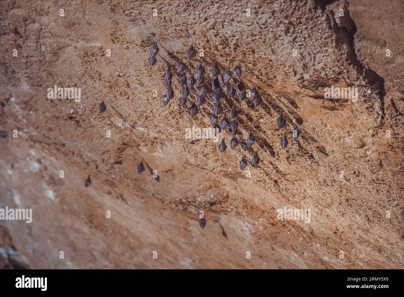 Hibernating animal underground hi-res stock photography and images - Alamy