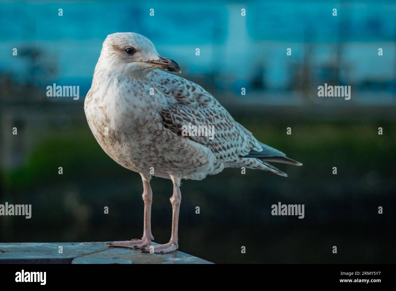 White dotted irish seagull standing on the edge on a blue and green ...