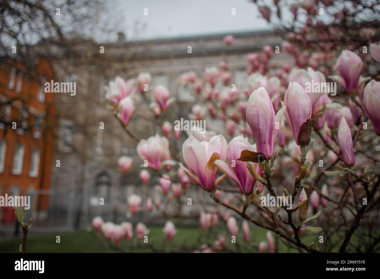 Magnolia tree in full bloom on a english or irish typical courtyard ...