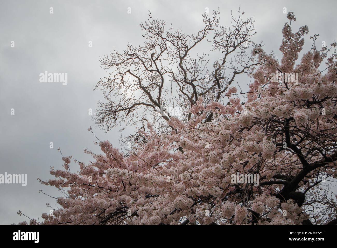 Majestic big cherry tree in full bloom on a clear white background ...