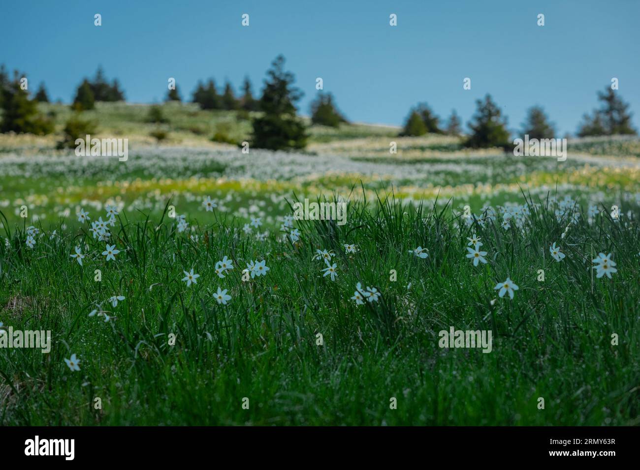 Multitude of daffodils or narcissus flowers on famous mountain of ...