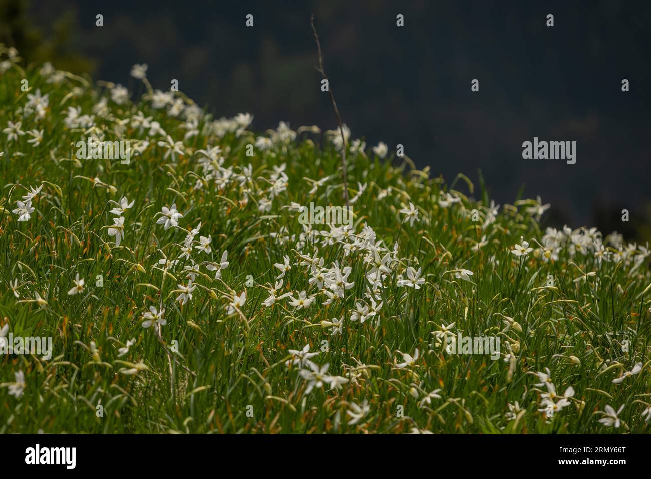 Multitude of daffodils or narcissus flowers on famous mountain of ...