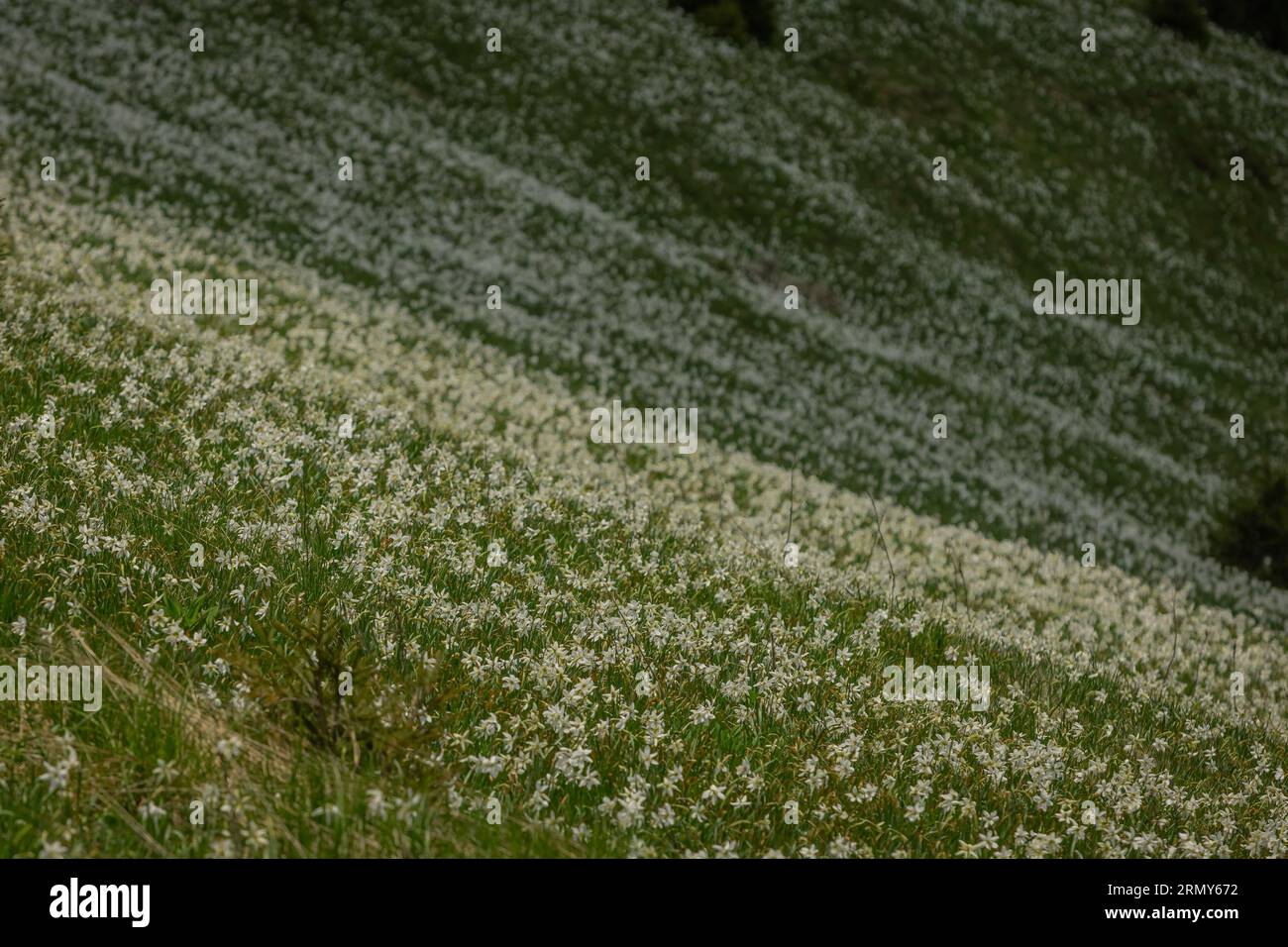 Multitude of daffodils or narcissus flowers on famous mountain of ...