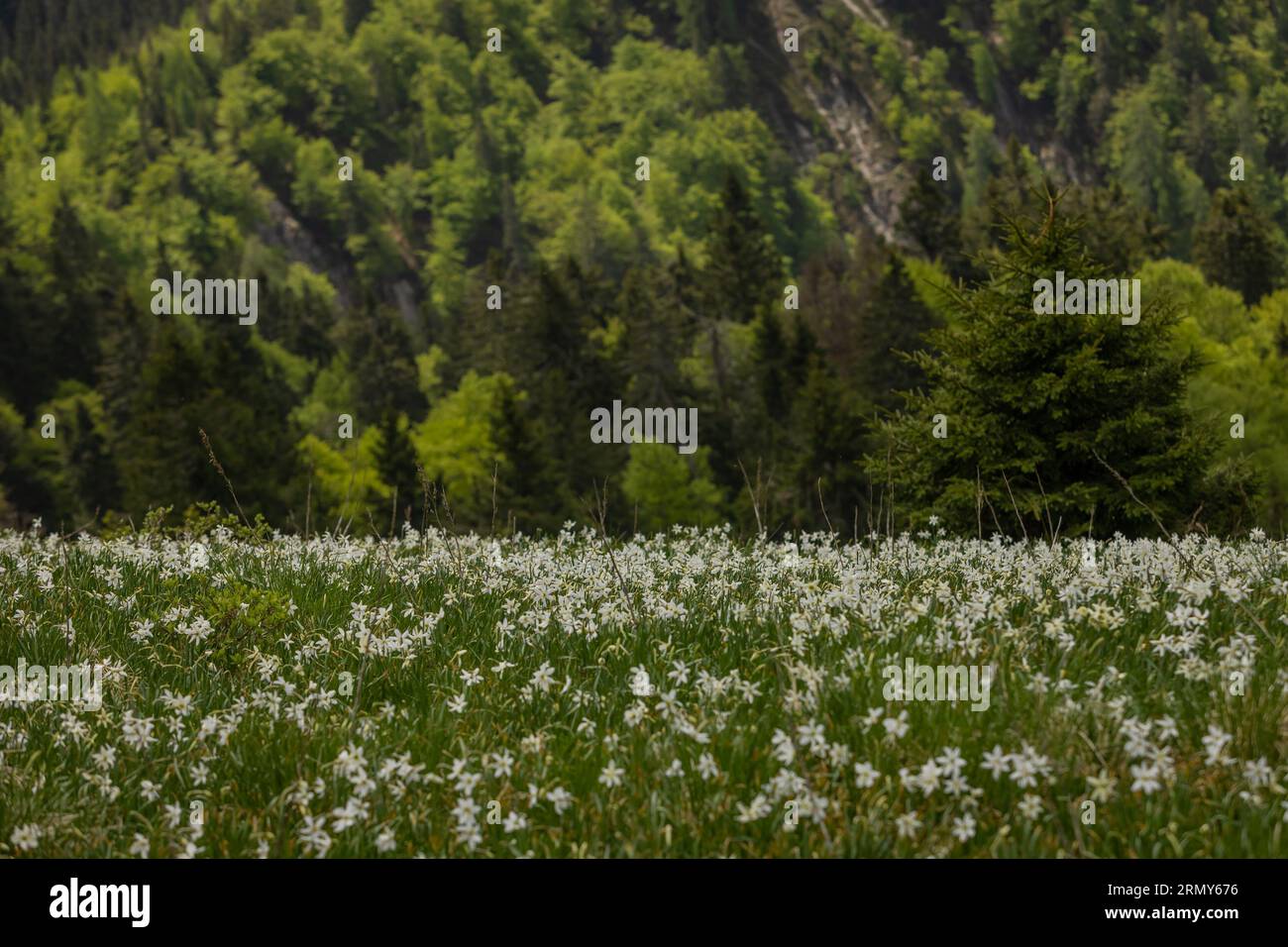 Multitude of daffodils or narcissus flowers on famous mountain of ...