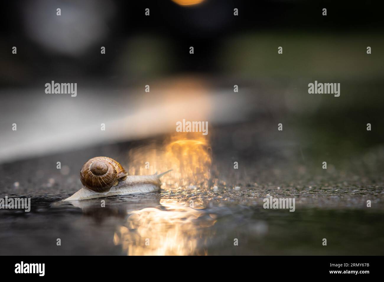 Snail crossing the road in rain. Big snail with brown house going over ...