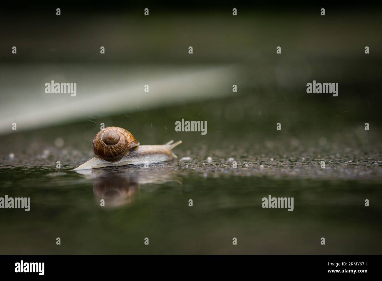 Snail crossing the road in rain. Big snail with brown house going over ...