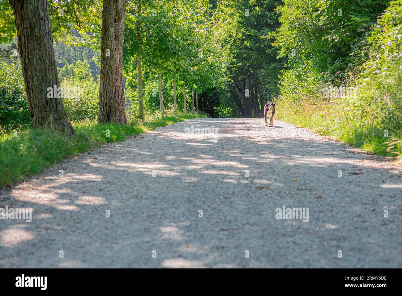 Medium sized dog is walking towards the camera on a gravel road with ...