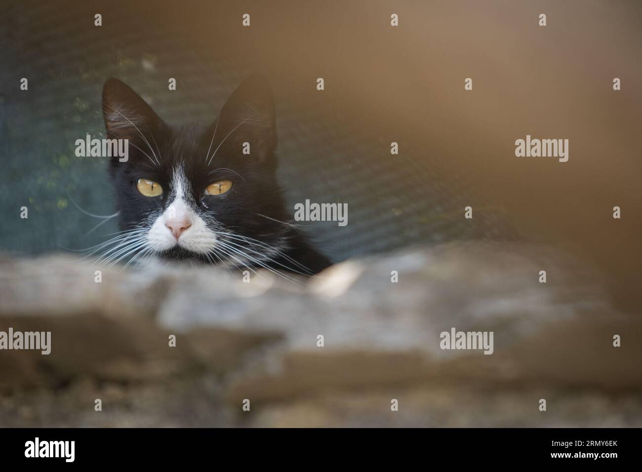 Cute cat hiding behind a stone wall. Black and white cat with partially ...